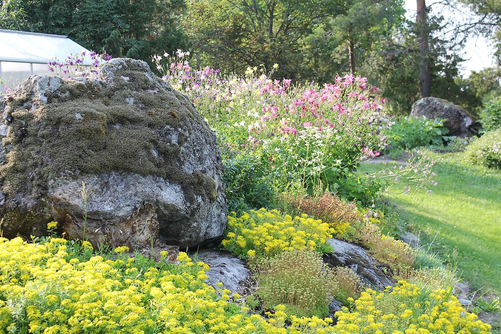 Pohjankyrö - lehti | Kamilan puutarhassa