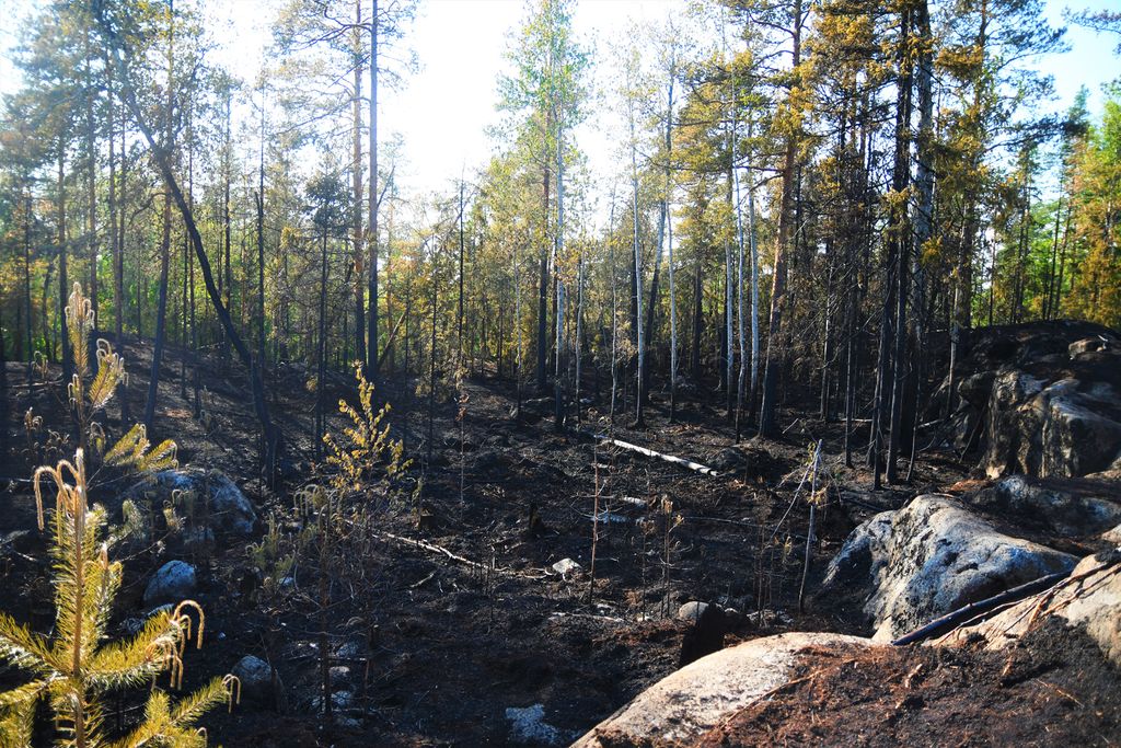 Pohjankyrö - lehti | Falkin kalliolla paloi hehtaari metsää